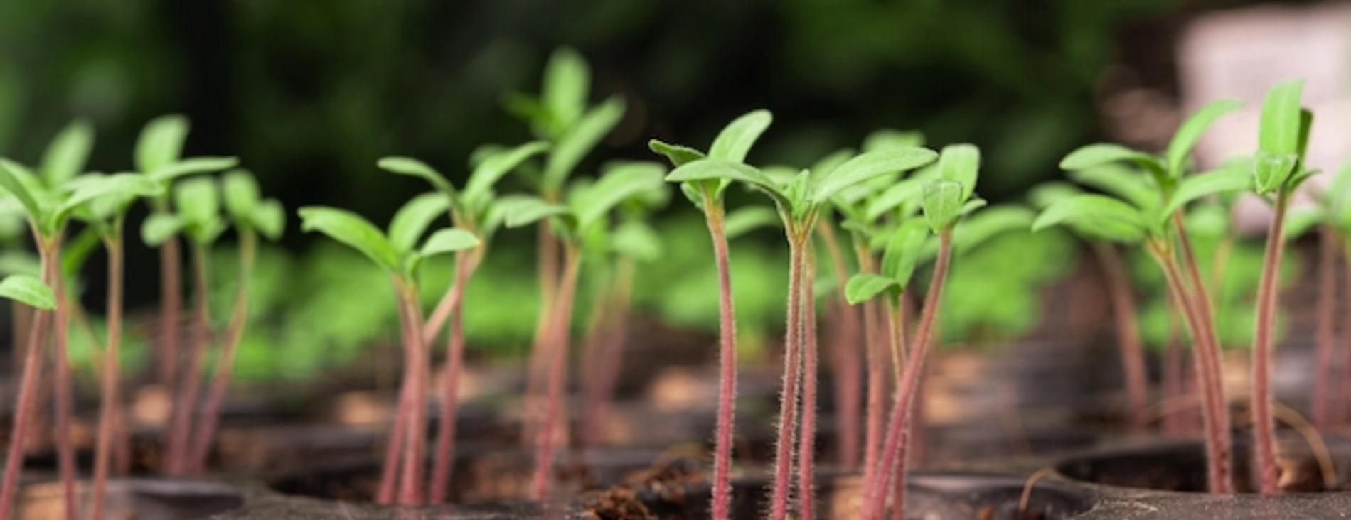 Biostimulants | Nutritech Agro